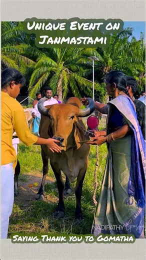 Divine Sanmanam for Nadipathy Cows & Bulls | A Celebration of Gomata and Tradition 🐄
