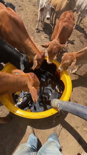 These Cows Got a Sweet Molasses Drink Instead of Water 🐄🥤 #cat #cats #catvideos #catshorts