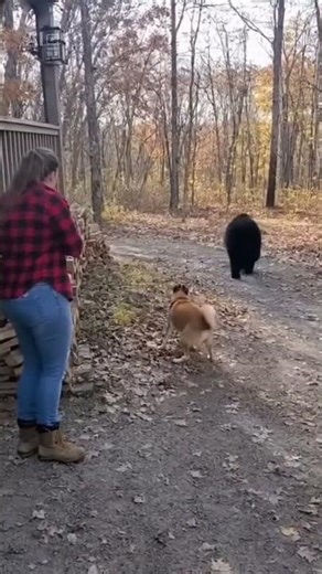 This Dog vs Bear Moment Will Shock You #RealLife #AnimalRescue