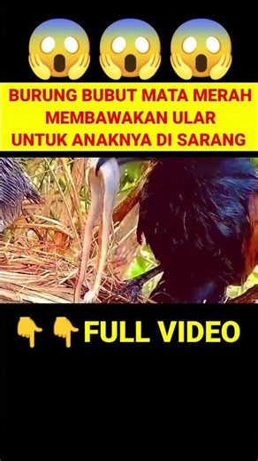 😱BURUNG INI MEMANG GILA⁉️MAKANANNYA NGERI😱😱 #wildbirds #burung #greatercoucal