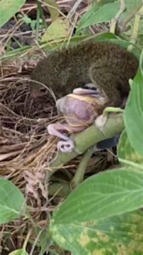 Baby bird eating a squirrel