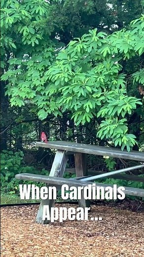 What Does It Mean When a Cardinal Visits You?