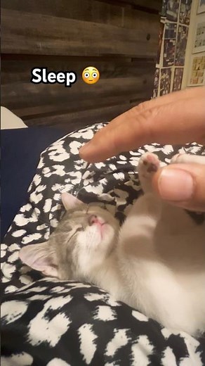 How to hypnotize a cat #cat #kitten #babycay