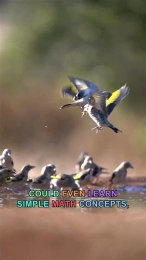 You Won't Believe These Intelligent Birds Are Capable Of