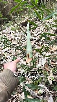 Bamboo Transplanting Methods: Selecting Seedlings and Precautions