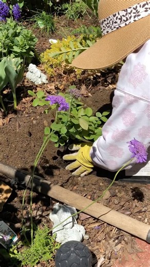 Unboxing and Planting Jude the Obscure, a David Austin Rose.