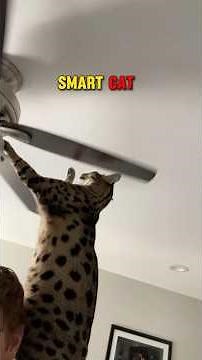 This cat looks like a mini cheetah.#savannahcat #bigcats #serval #animals #fyp #catlovers