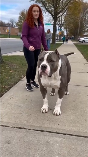 This Giant Bully Dog Is Absolutely Incredible! 🐶🔥 | Massive & Powerful Dog