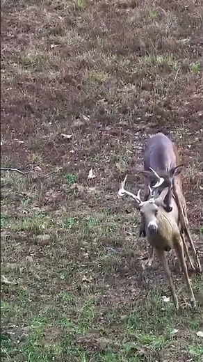Huge Whitetail Deer Hunt | Epic Shot of the Season#deerhunting #deerseason #bucks