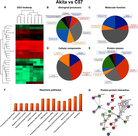 Functional Annotation Reactome Pathways And Protein Protein