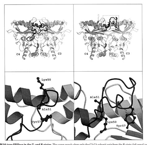 Figure 1 From Mutations In The Hinge Of A Dynamic Loop Broadly