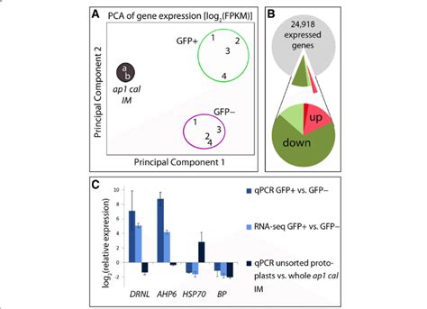 A Principal Component Analysis Pca Of Global Gene Expression From