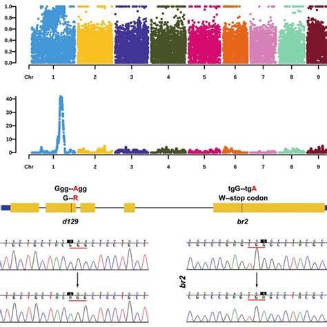 Gene Mapping Of The D129 Mutant A Snp Index Analysis Of The Detected