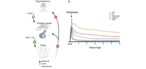 The Hypothalamic Pituitary Gonadal Axis Schematic Presentation Of The