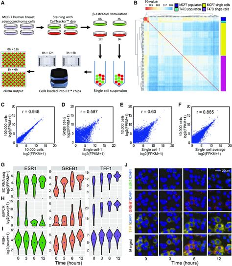 Generation And Validation Of Scrna Seq Data From Breast Cancer Cells