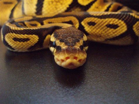 ball python wallpapers hd download