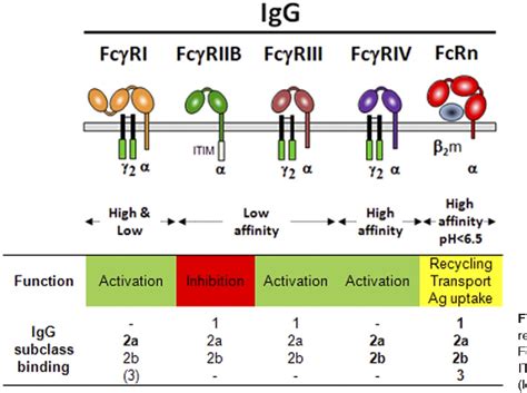 [pdf] Properties Of Mouse And Human Igg Receptors And Their