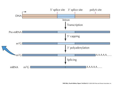 Transcription
