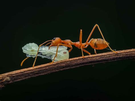 An Essential Balance Understanding Ant Colonies Prevention And
