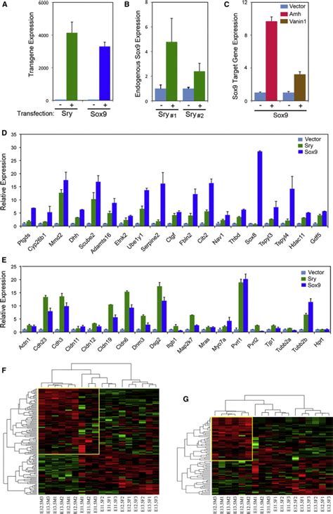 the sex determining factors sry and sox9 regulate similar target genes