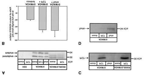 Proteolytic Processing Of Adam10 A Western Blot Of Human Embryonic