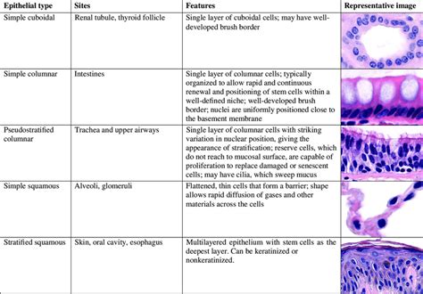 Simple Columnar Epithelium Introduction Types And Functions