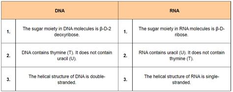 Write The Important Structural And Functional Differences Between Dna