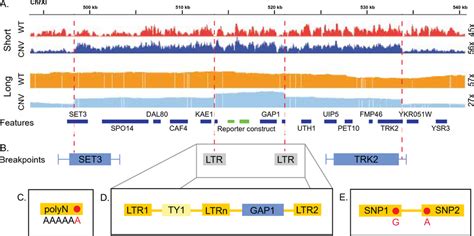 Advantages Of Long Read Sequencing For Resolution Of Complex Or