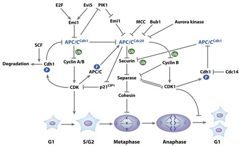 Function And Regulation Of The Apc C E3 Ligase During Somatic Cell