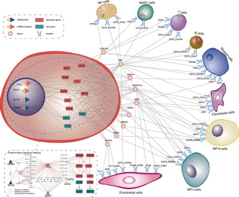 Comprehensive Network Linking The Intracellular Oncogenic And Metabolic
