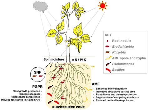 Soybean Rhizosphere Rhizospheric Interactions And Processes Download