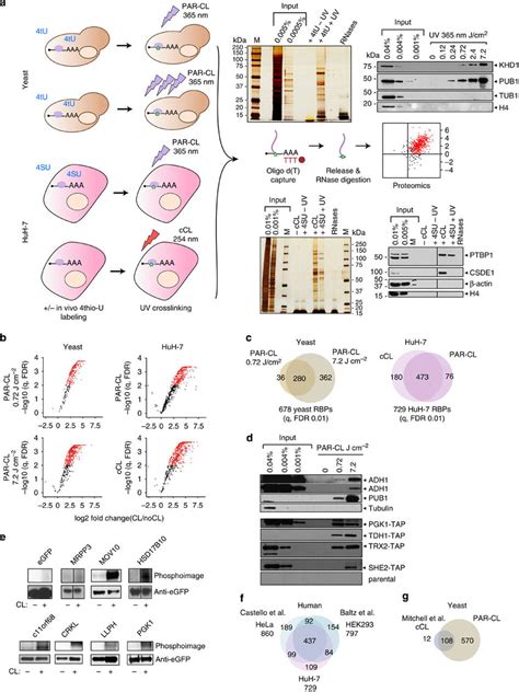 Rna Interactome Capture In Yeast And Huh 7 Cells A Schematic