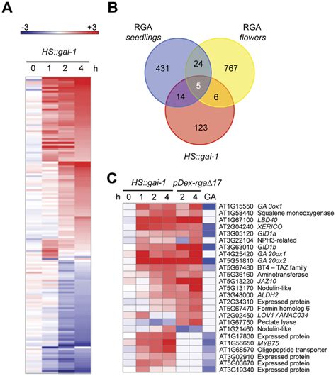 Transcriptomic Analysis Of Early Targets Of Della Proteins A Heatmap