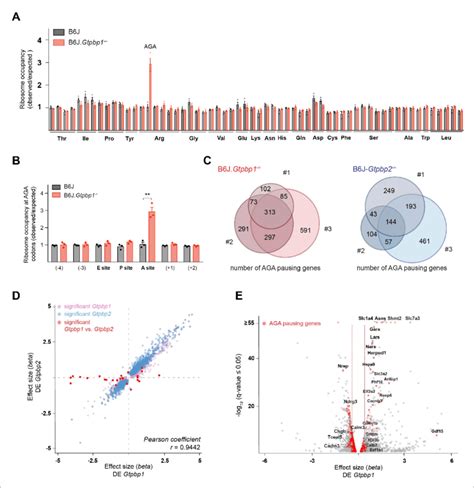 Gtpbp1 Resolves Ribosome Pausing Induced By Trna Deficiency A
