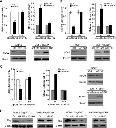 Mir 183 96 182 Cluster Downregulates Sco2 And Pdha1 Through Targeting