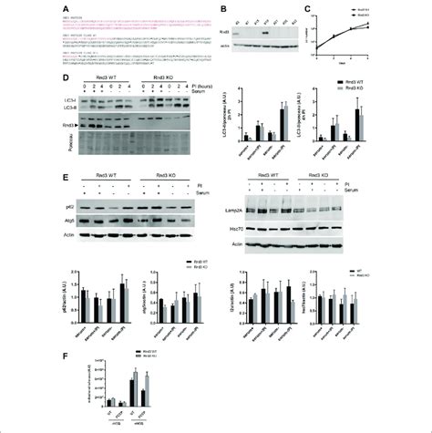 Autophagy And Mitophagy Are Not Altered In Cells Lacking Rnd3