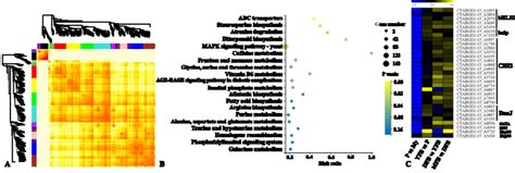 Kegg Pathway And Expression Analyses Of Hub Genes Obtained Using Wgcna