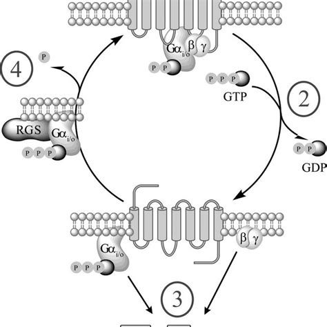 3 Cycle Of G Protein Activation And Inactivation At The Opioid