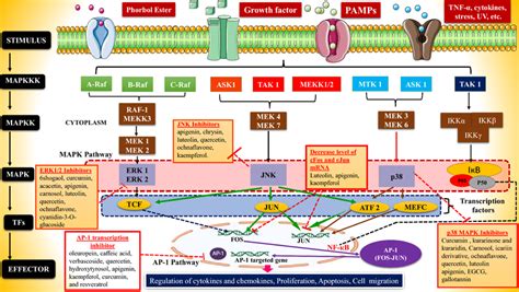 Figure Represents The Map Kinase Signaling Pathway And Targeted Natural