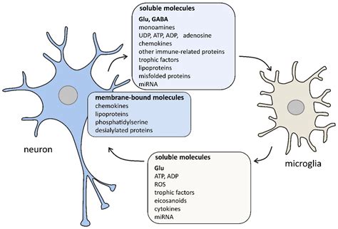 Ijms Free Full Text Glutamate And Gaba In Microglia Neuron Cross