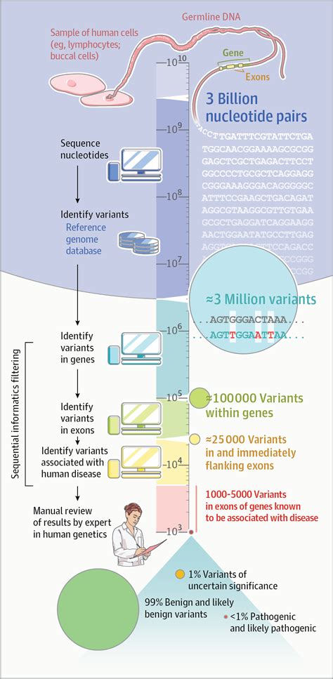 Finding The Rare Pathogenic Variants In A Human Genome Genetics And
