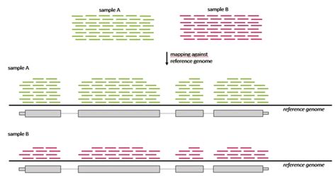 Rnaseq And Differential Gene Expression Analysis