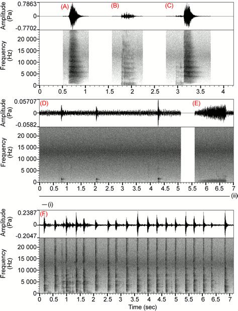 Spectrograms And Waveforms Illustrating Relative Amplitude Pa See