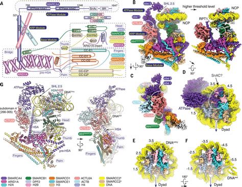 Structure Of Nucleosome Bound Human Baf Complex Science