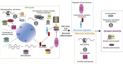 Alternative Functions Of Core Cell Cycle Regulators In Neuronal