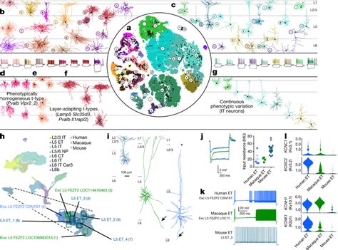 Correspondence Between Transcriptomic And Morpho Electrical Properties
