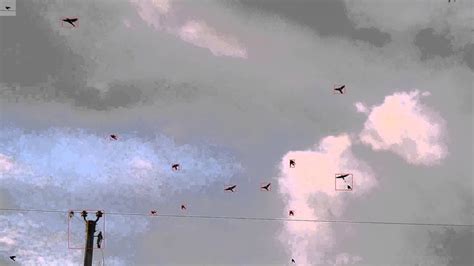 opencv bird flock tracker fast motion youtube