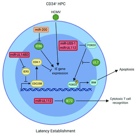 A Model Of Human Cytomegalovirus Hcmv Microrna Mirna Regulation Of