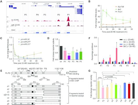 Mapping Cis Regulatory Elements Required For Ecdysone Mediated