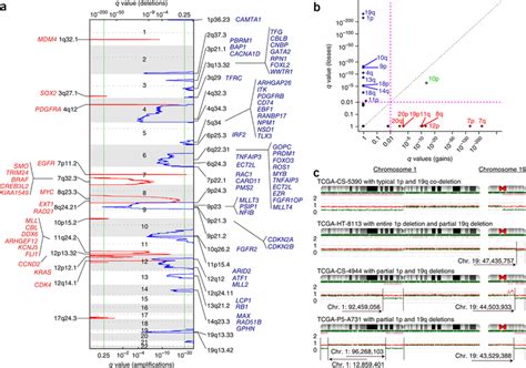 Copy Number Alterations In Grade Ii And Iii Gliomas A Significant